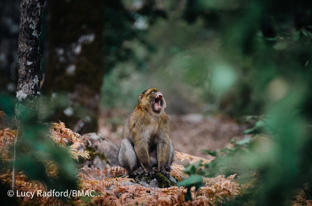 News and publications – Barbary Macaque Awareness and Conservation